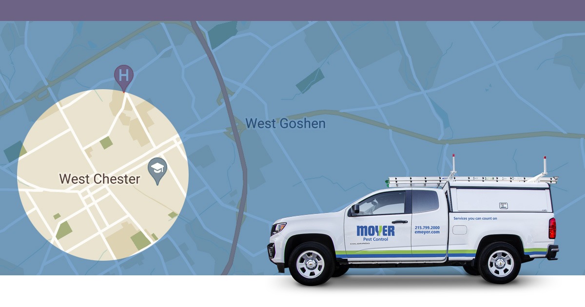 Pest Control West Chester Pa
