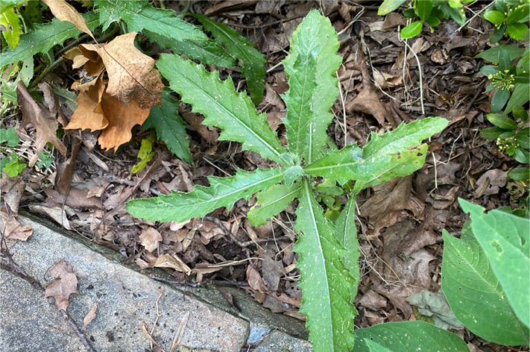 Broadleaf Weeds Guide: How to Identify, Prevent and Control | Moyer