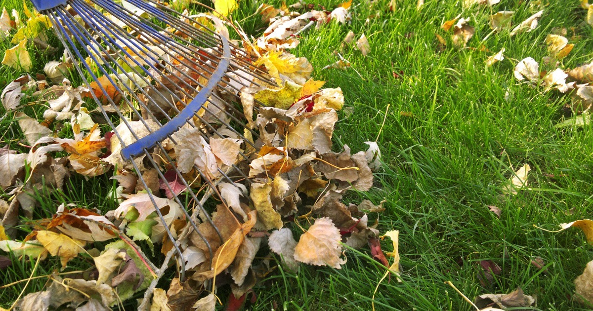 There’s More to Fall Lawn Care than Raking Leaves | Moyer