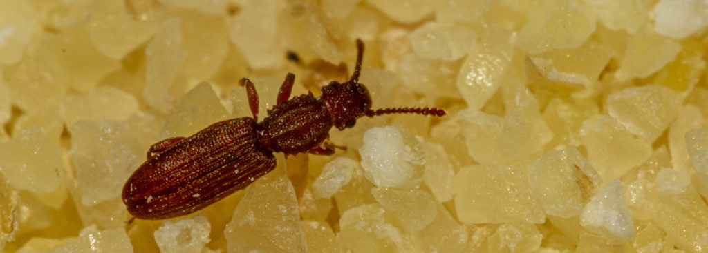 Is It Dangerous To Have Grain Beetles In My Cupboards? | Moyer