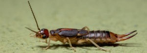 Do Earwigs Go in Your Ears? Myths, Facts & Prevention | Moyer