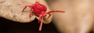 Tiny Red Bugs (Clover Mites): Identification, Removal & Prevention