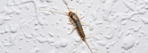 Silverfish: That Little Silver Bug in Your Bathroom | Moyer