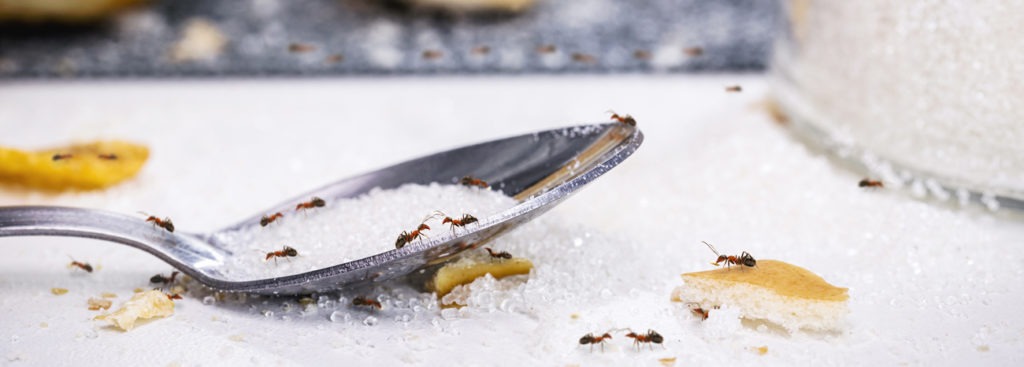 3 Reasons Why You May Have An Ant Problem | Moyer