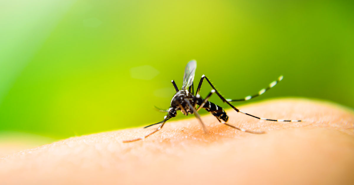 5 Types of Mosquitoes in Pennsylvania, New Jersey and Delaware