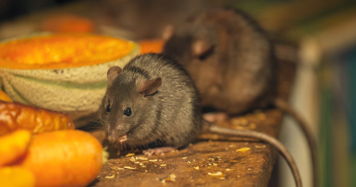 Food And Beverages That Attract Pests Into Your Home | Moyer