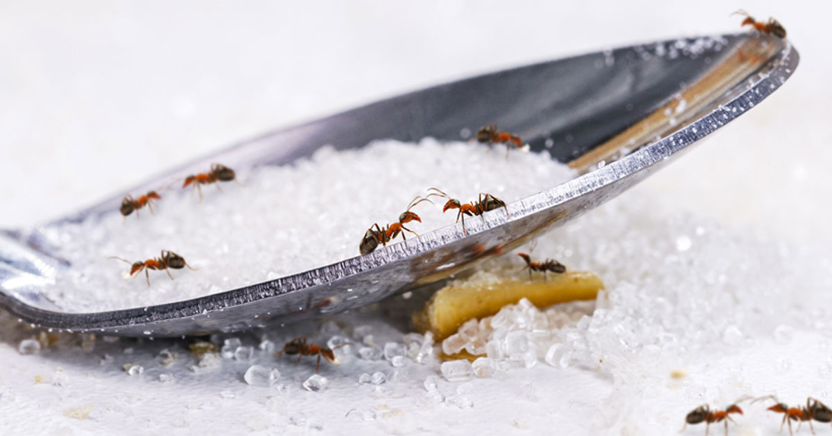 Ants Control, Treatment & Removal Services | Moyer Pest
