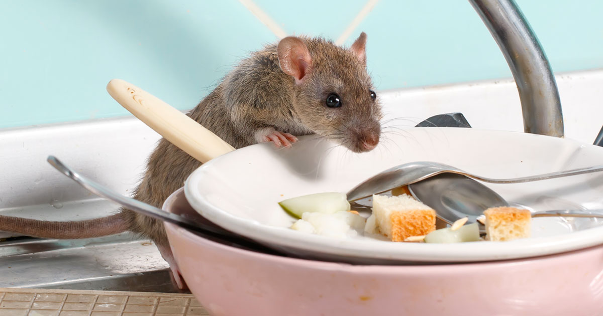 Types of Pest Mice You’ll Find In or Around Your Pennsylvania Home