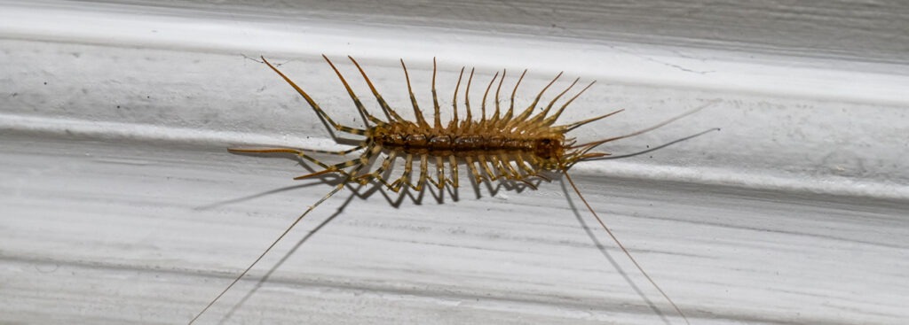 What Makes Centipedes So Scary? | Moyer