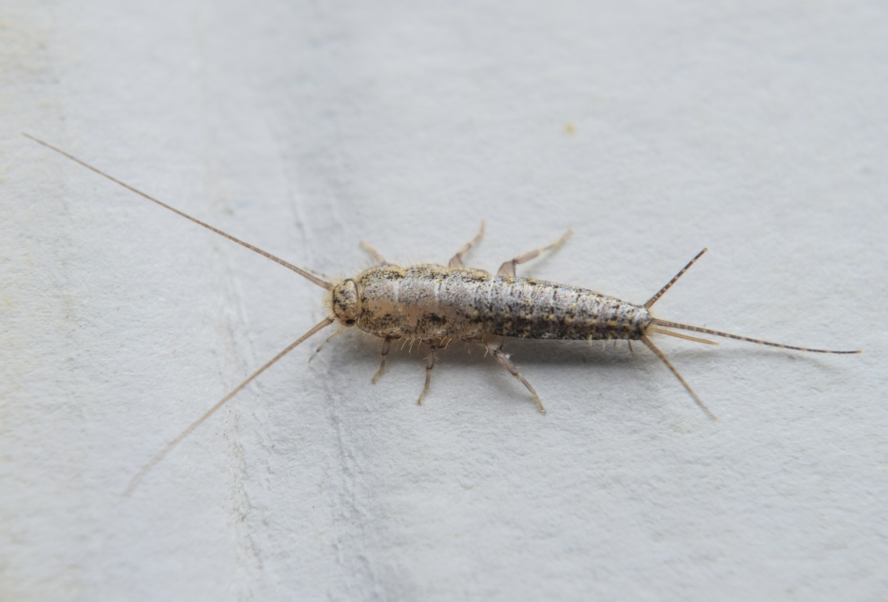 Silverfish: That Little Silver Bug in Your Bathroom | Moyer