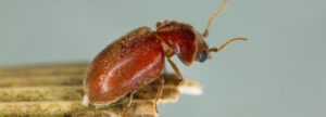 Everything You Should Know About Cigarette Beetles | Moyer