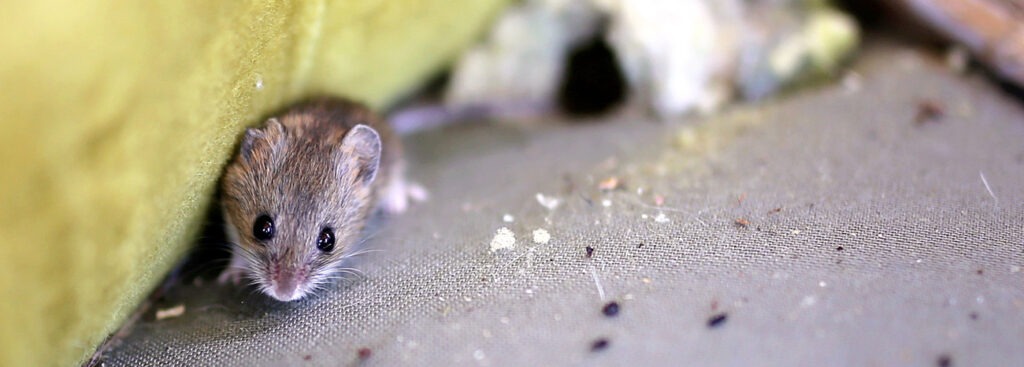 How to Identify and Deal with Mouse Poop | Moyer