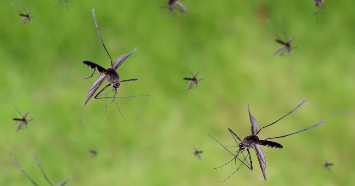 Protect Your Home from Mosquito-Borne Diseases