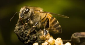 Scary Bugs & Creepy Insects From Around the World | Moyer