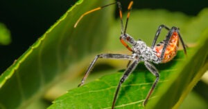 Scary Bugs & Creepy Insects From Around the World | Moyer