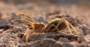 Scary Bugs & Creepy Insects From Around the World | Moyer