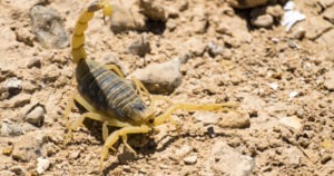 Scary Bugs & Creepy Insects From Around the World | Moyer