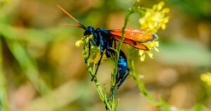 Scary Bugs & Creepy Insects From Around the World | Moyer