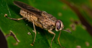 Scary Bugs & Creepy Insects From Around the World | Moyer