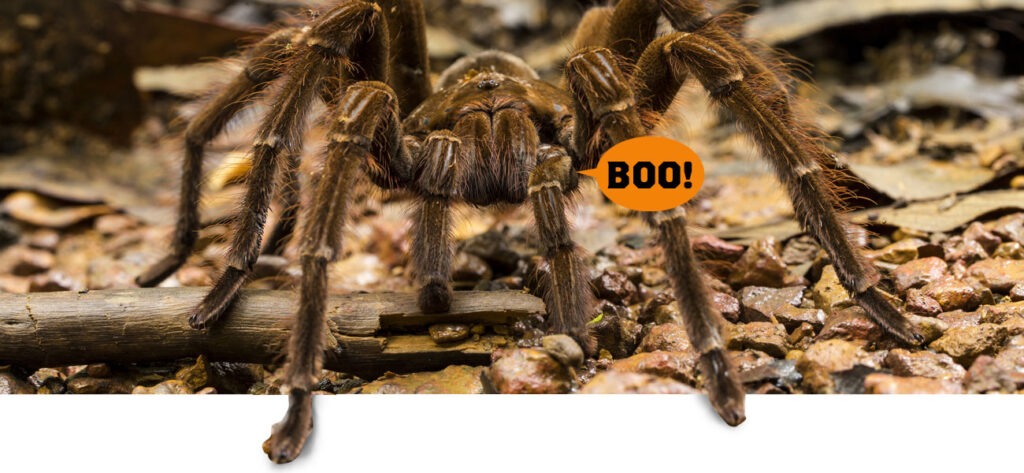 Scary Bugs & Creepy Insects From Around the World | Moyer