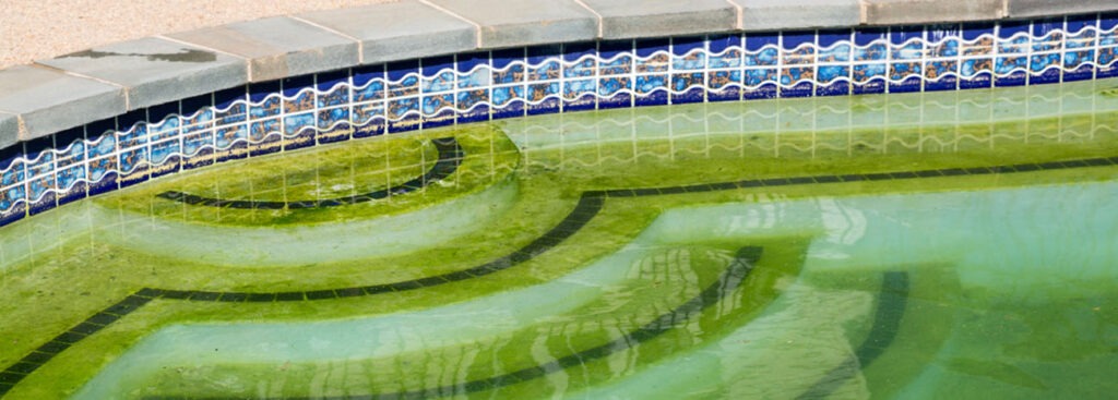 Remove Algae in Pool: 7 Best Ways to Keep Your Pool Water Clean | Moyer