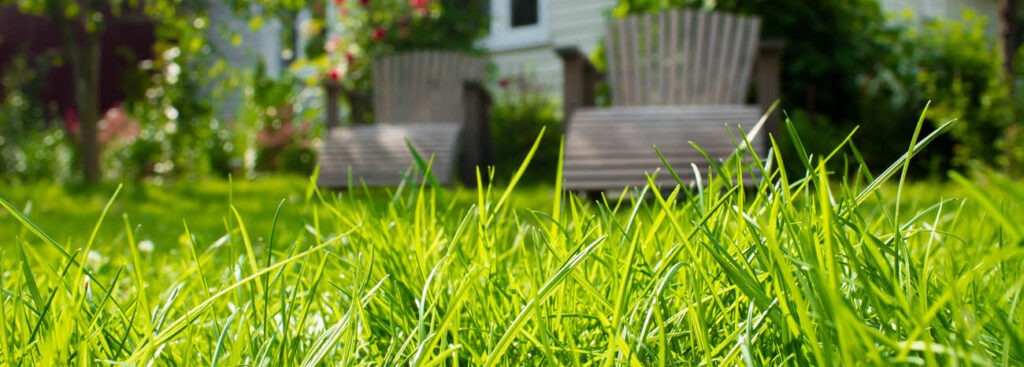 Pre-Emergent vs. Post-Emergent Weed Control | Moyer