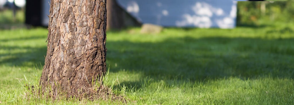 Understanding and Repairing Tree Bark Damage | Moyer