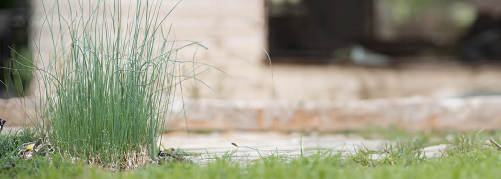 Wild Onion Grass: How to Identify and Remove | Moyer