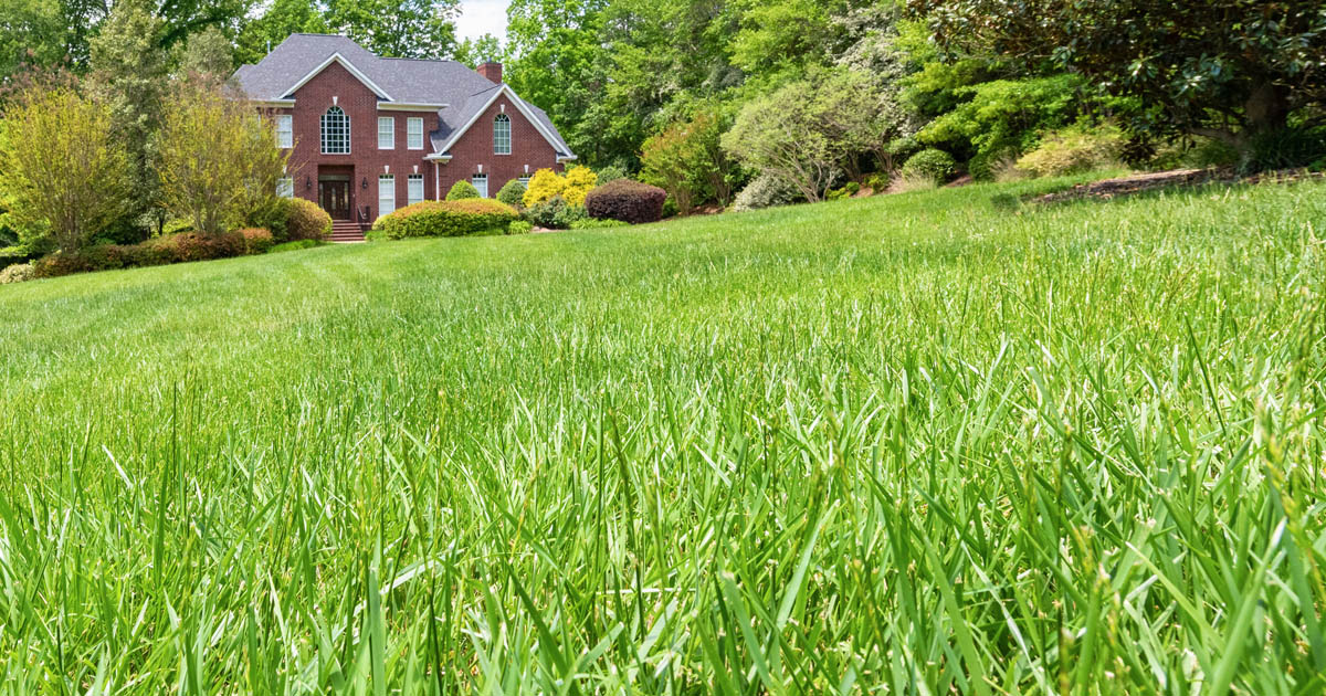Lawn Grass Varieties in Pennsylvania: A Homeowners Guide | Moyer
