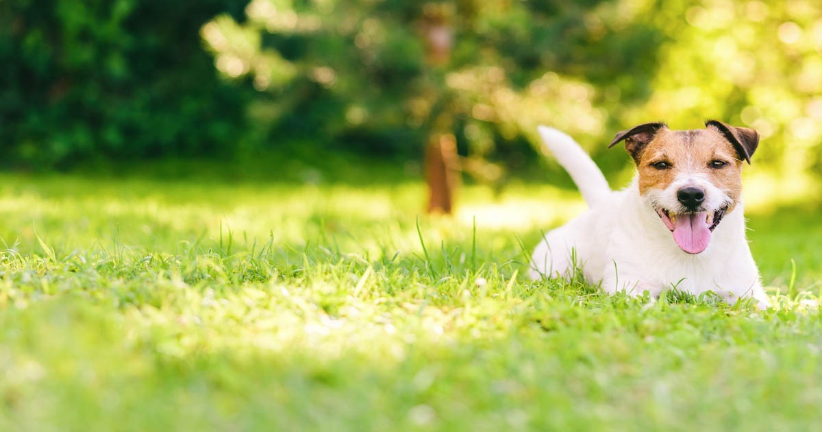 Lawn Renovation: Your Guide to Reviving and Refreshing Your Yard | Moyer