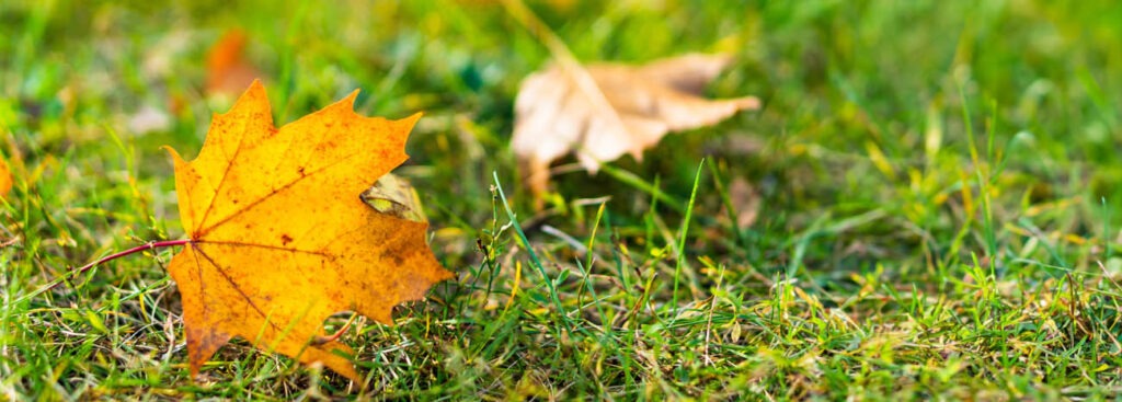 Why Trees Drop Leaves in Spring and Summer | Moyer