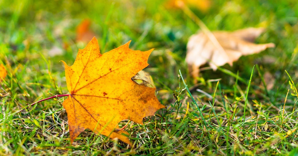 Why Trees Drop Leaves in Spring and Summer | Moyer