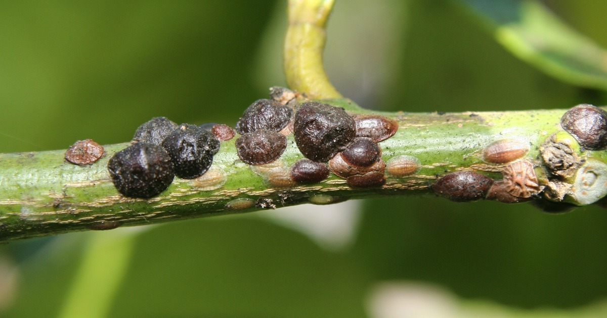 Moyer Tree & Shrub Care | Dormant Oil