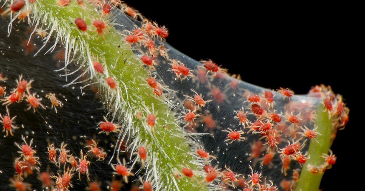 Moyer Tree & Shrub Care | Insect & Mite Control