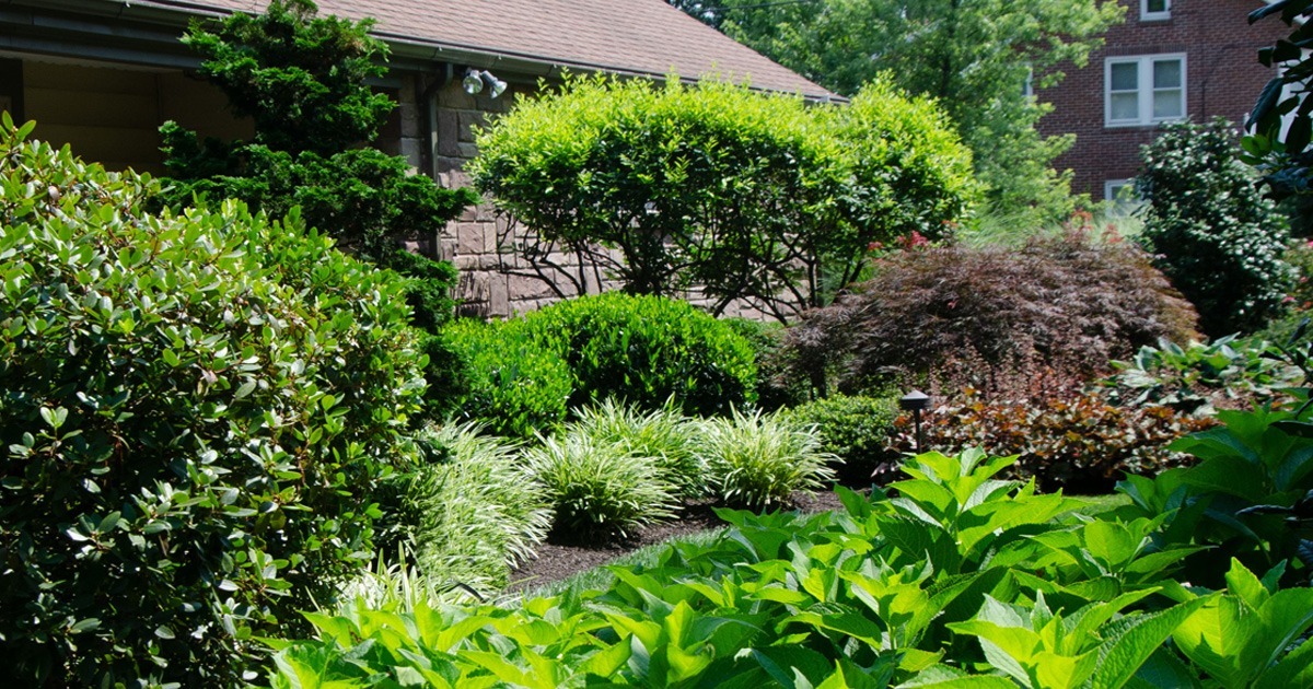 Moyer Tree & Shrub Care | Winter Overcoat