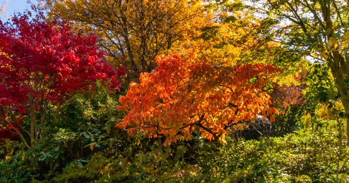 Moyer Tree & Shrub Care | Systemic Insect Treatment