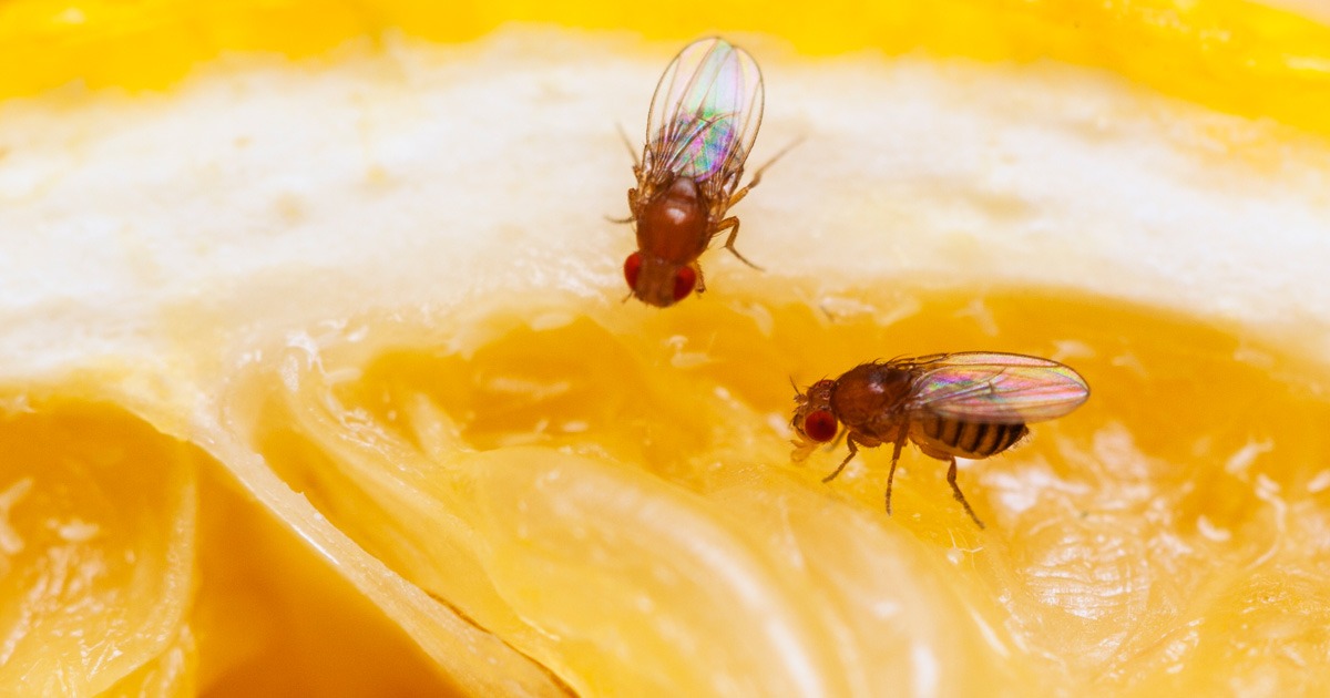Fruit Flies: Identification & Control | Moyer Pest Library