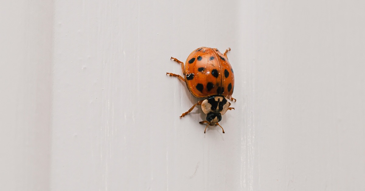 Ladybugs: Identification, Behavior & Control | Moyer Pest Library