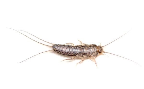 Silverfish: Identification, Damage & Control | Moyer Pest Library