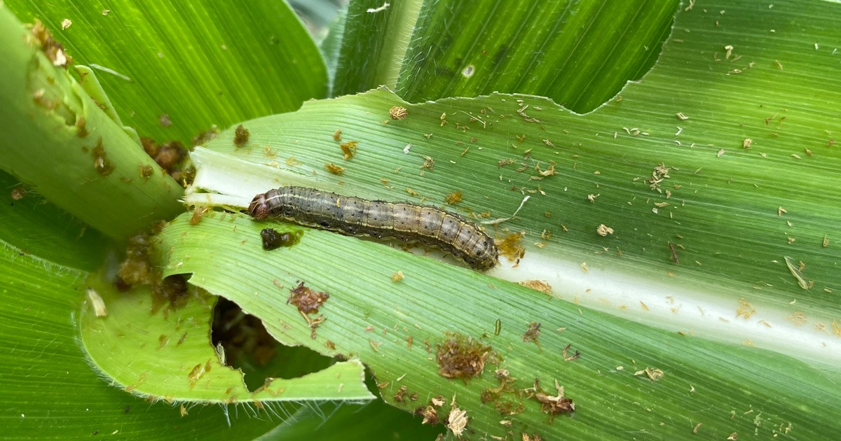 How to Get Rid of Army Worms — Stop Lawn Damage Fast | Moyer